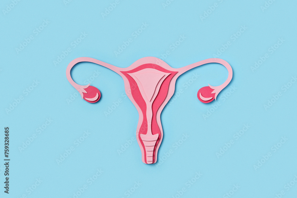 Paper anatomical structure of female uterus on light blue background ...