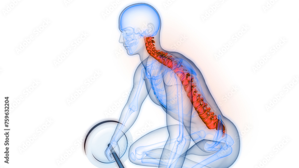 Spinal Cord Vertebral Column of Human Skeleton System Anatomy Stock ...