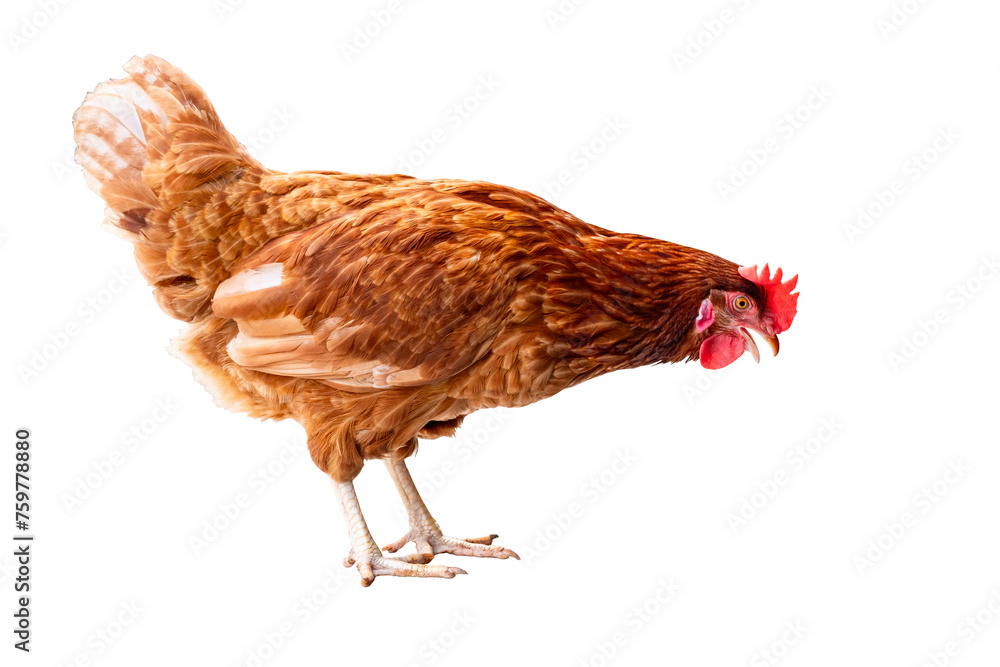 Chicken, Full body of brown chicken hen standing isolated transparent ...