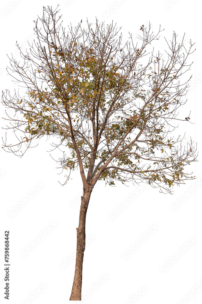 tree image dicut and removed original background, PNG transparent Stock ...