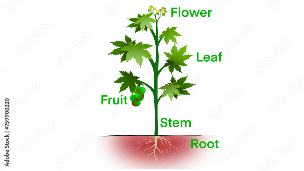 Parts of plant, Morphology of plant with green leaves, fruits, flowers ...
