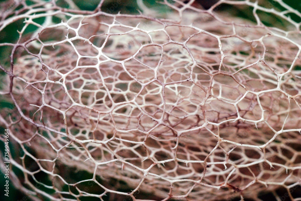 structure of a skeletonized fruit of Echinocystis in a dry field Stock ...