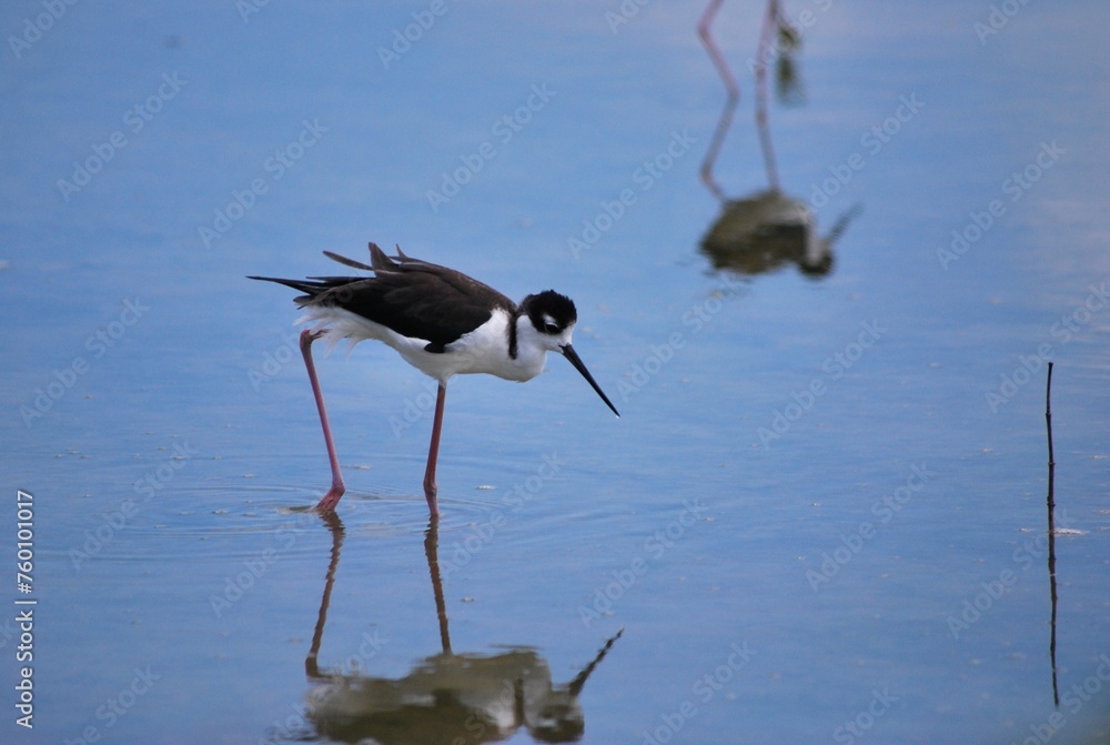 Corocoras,garzas,toda clase de aves acuaticas se pueden admirar en ...