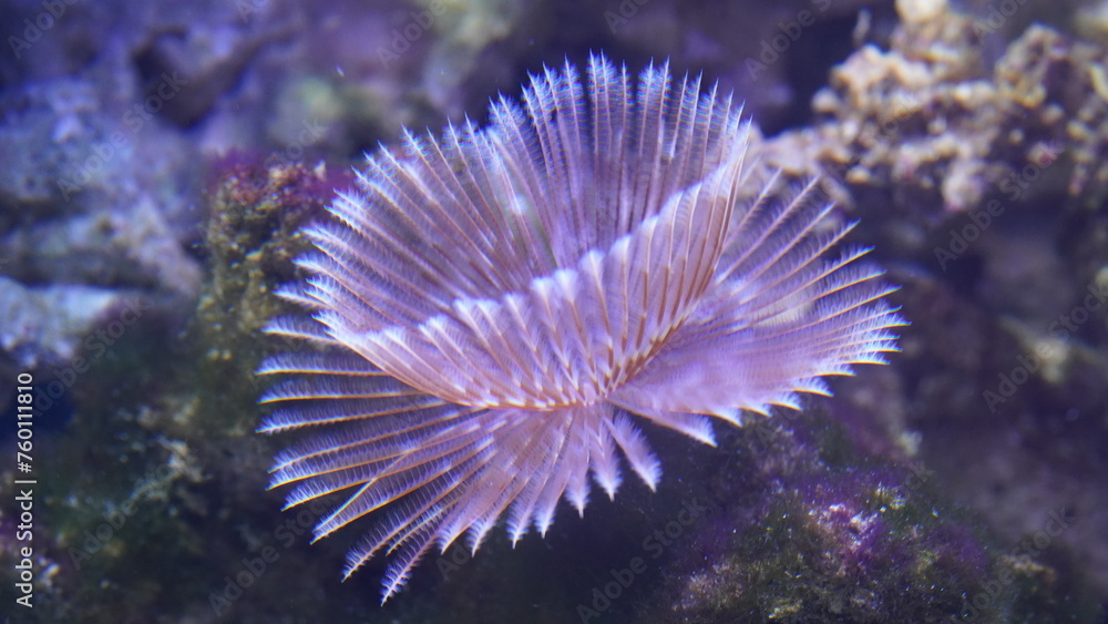 Feather Duster Worms are named for their distinctive feathery ...