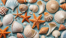 Seashell Collection Close-up Free Stock Photo - Public Domain Pictures