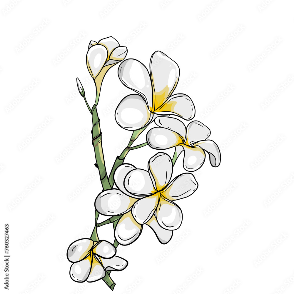 Plumeria flower drawing on isolated background. Hand drawn flower ...