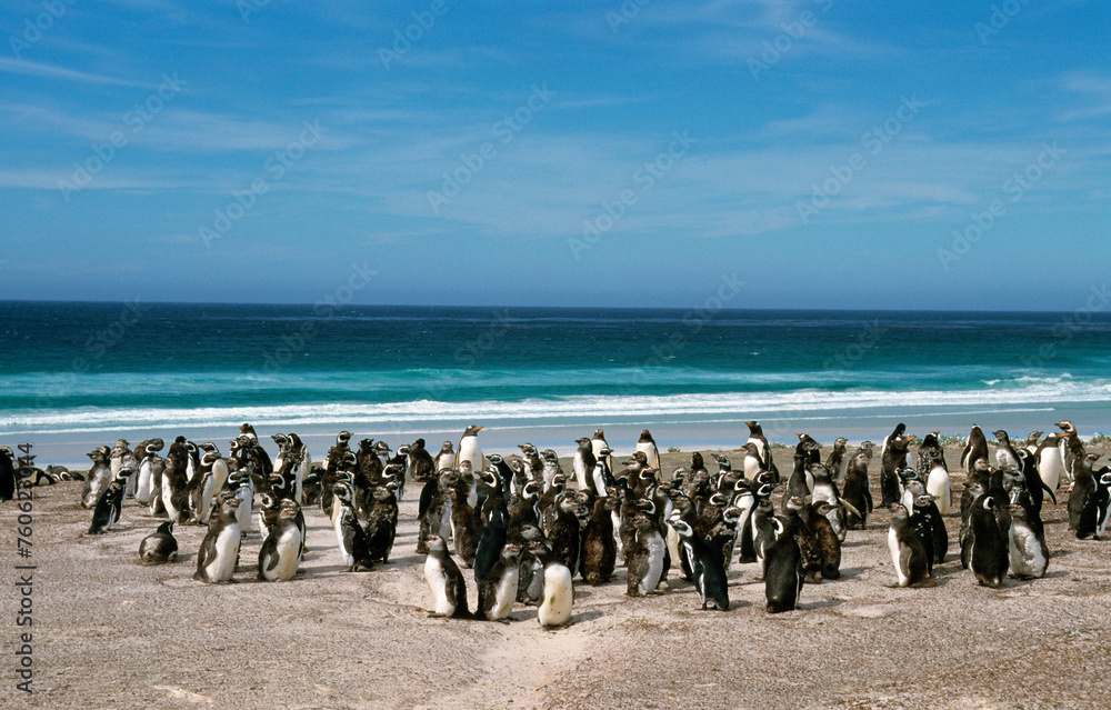 Manchot de Magellan,.Spheniscus magellanicus, Magellanic Penguin ...