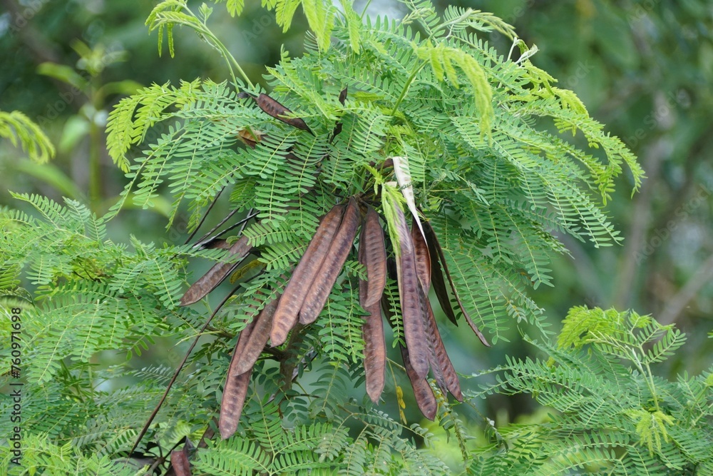 Long brown seed pods of the Leucaena leucocephala tree, also known as ...