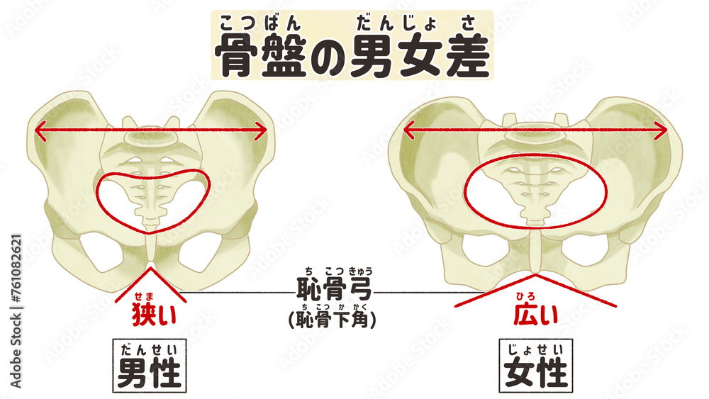 Differences between male and female pelvis Anatomy of skeleton Labeled ...