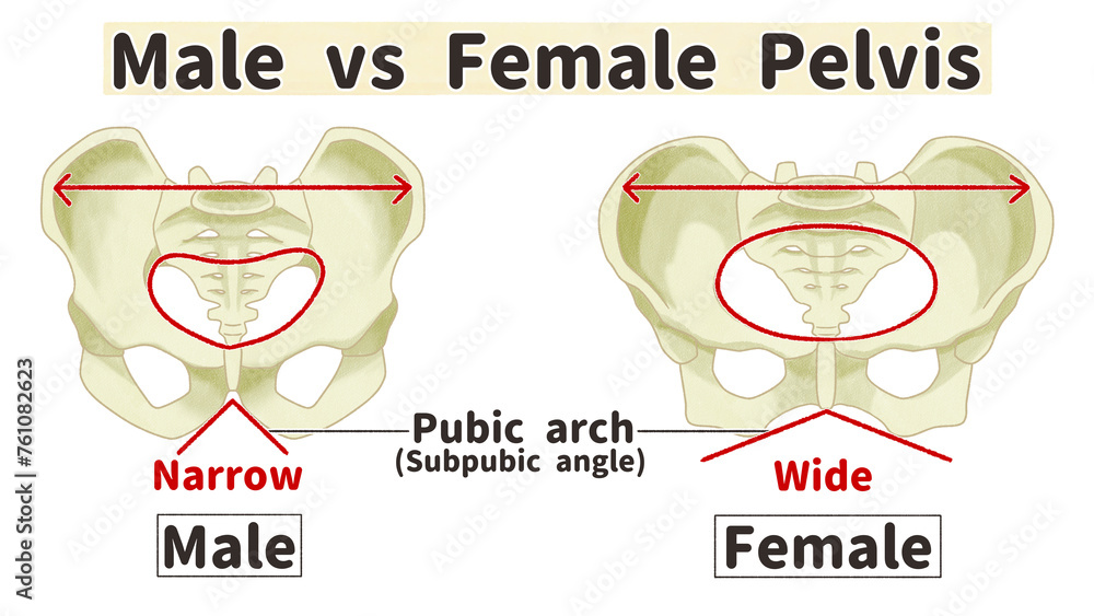 Differences between male and female pelvis Anatomy of skeleton Labeled ...