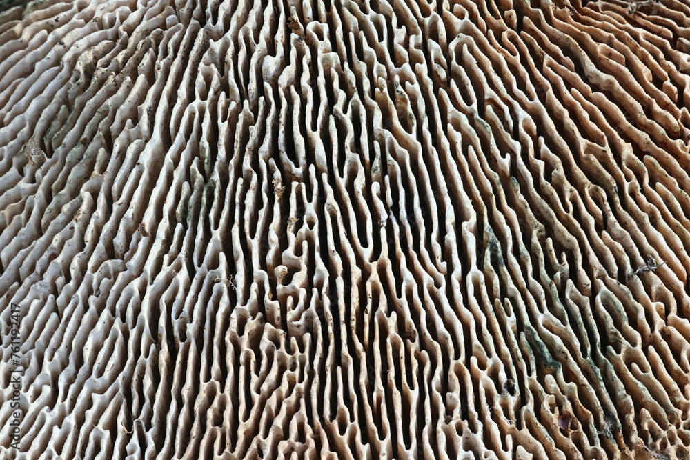 Oak mazegill, Daedalea quercina, also known as maze-gill fungus ...