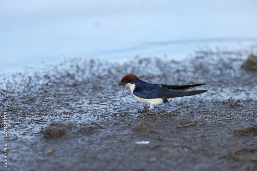 The wire-tailed swallow (Hirundo smithii) is a small passerine bird in ...