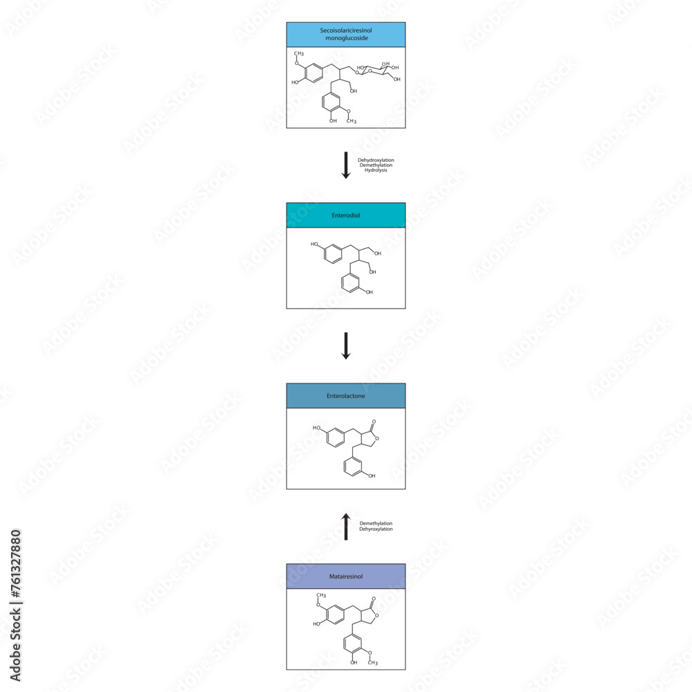 Diagram showing biochemical conversion of lignans to Enterolactone and ...