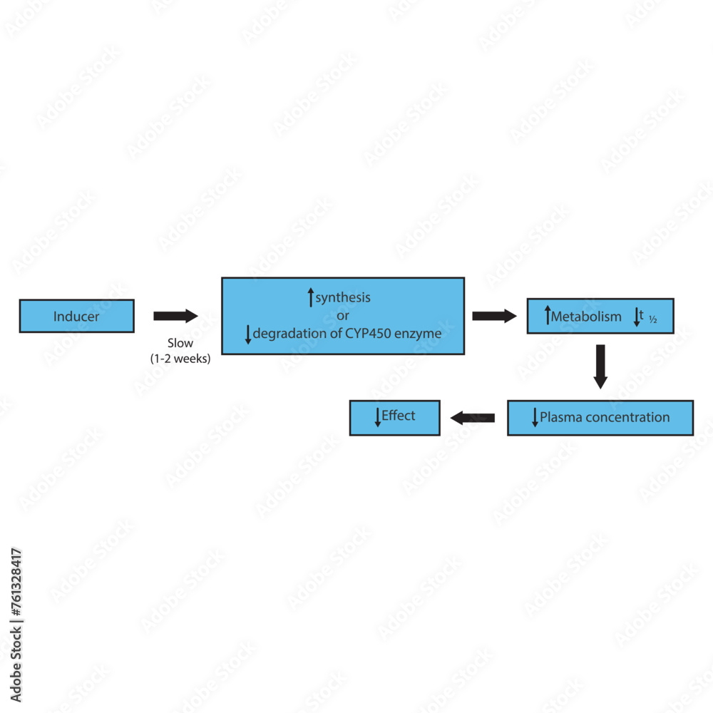 Image vectorielle Stock Diagram of drug metabolism inducer process ...