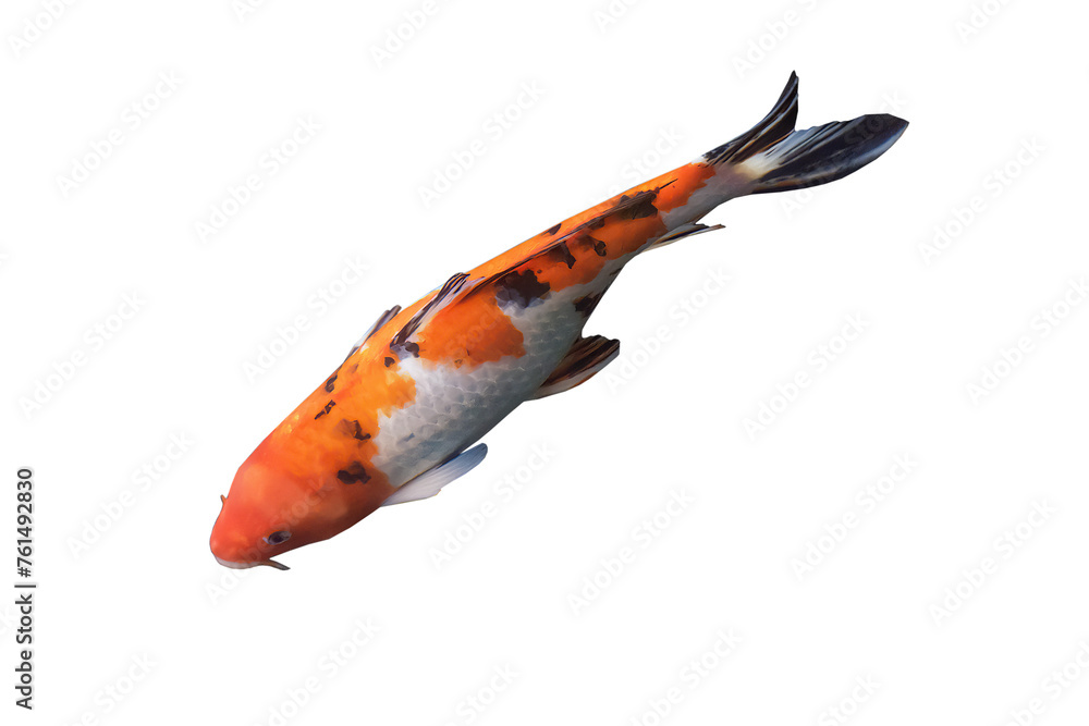 Cutout of an isolated Japanese koi fish swimming in the water with the ...