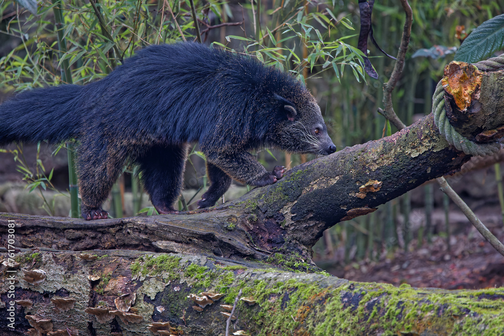 Binturong (Arctictis binturong) is also known as the bearcat, and is ...