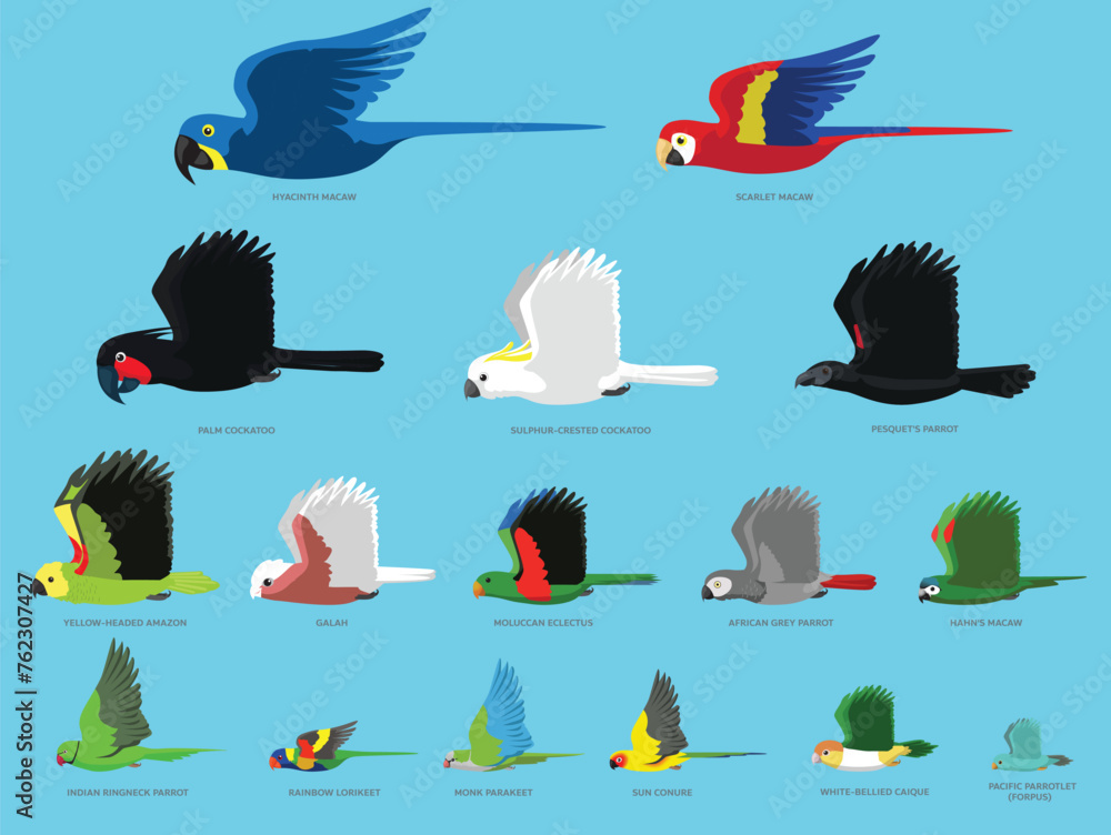 Parrots Bird Flying Size Comparison Set Vector Stock Vector | Adobe Stock