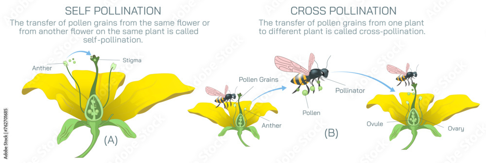 Image vectorielle Stock The process of transferring pollen grains from ...