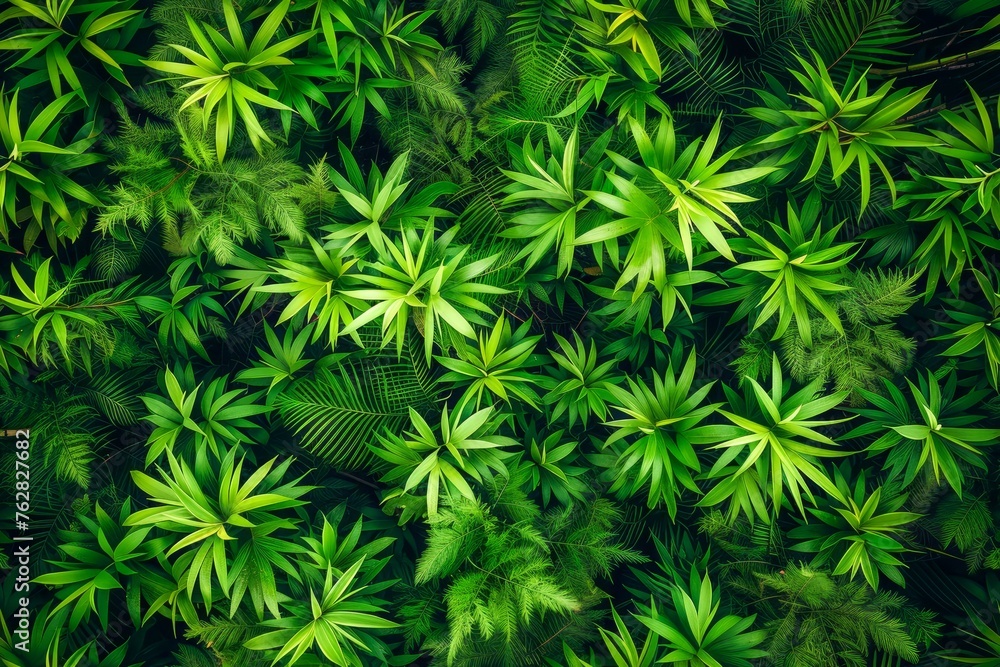 Lush Green Tropical Plant Leaves from an Aerial View Creating a Natural ...