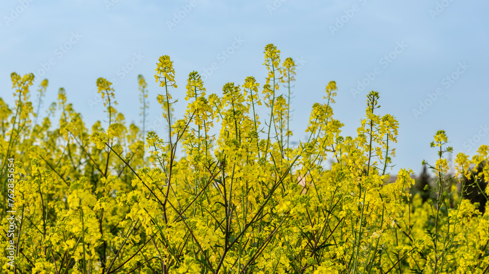 Plantas de jaramago amarillo en primavera, sisymbrium officinale, con ...