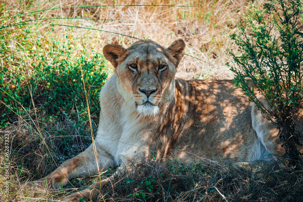Lioness (female lion) at Botlierskop Private Game Reserve, Mossel Bay ...