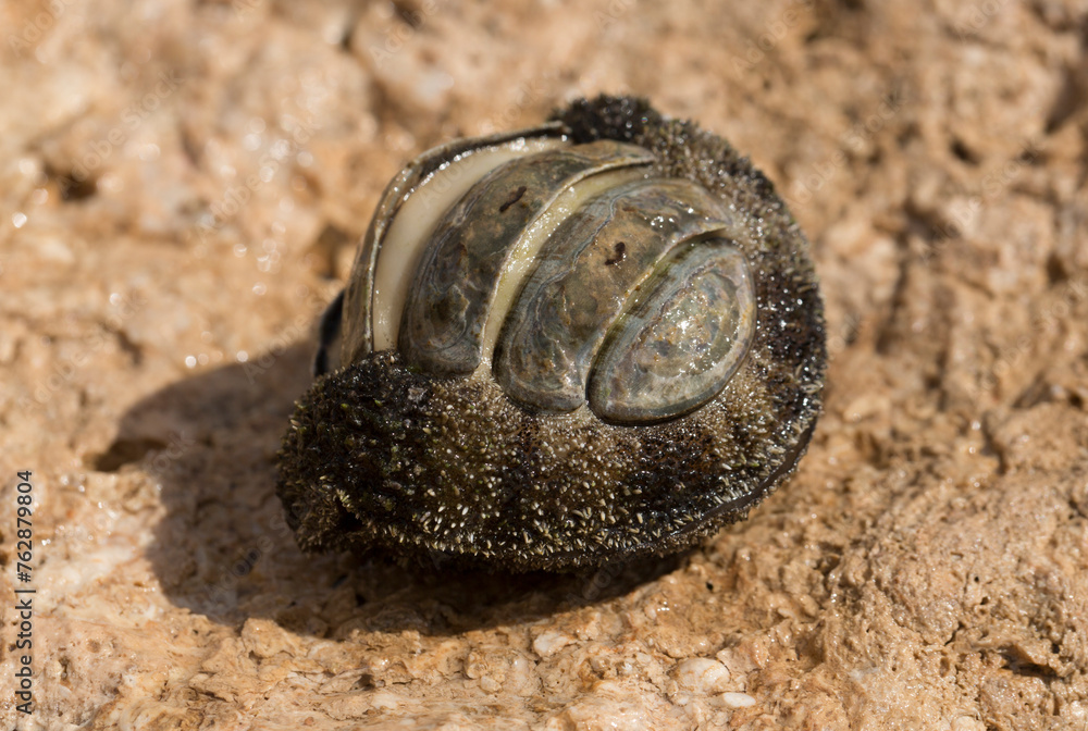 Acanthopleura haddoni, tropical species of chiton. The fauna of the Red ...