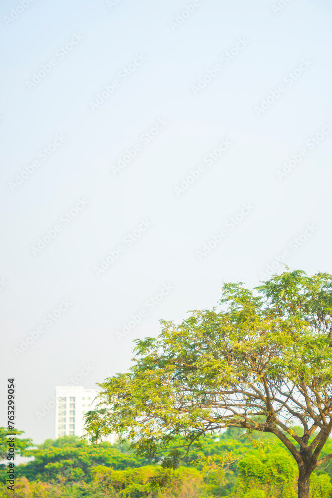 Samanea Extremely large tree, 15-25 m tall,Samanea under suitable ...