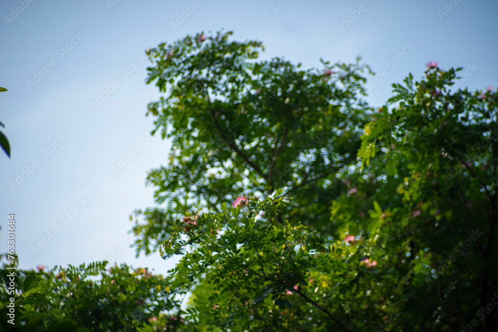 Samanea Extremely large tree, 15-25 m tall,Samanea under suitable ...