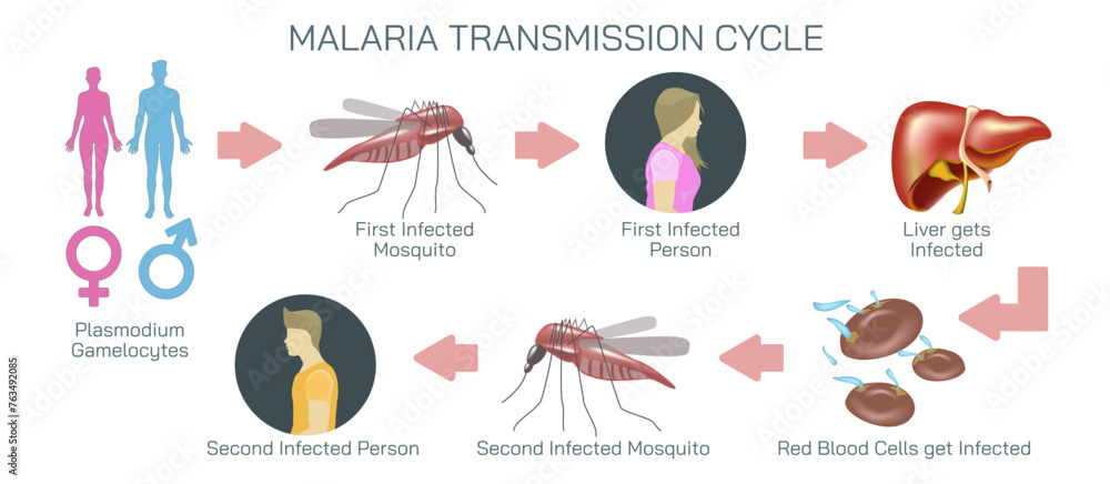 Malaria parasite life cycle and transmission vector illustration. Life cycle of the malaria ...