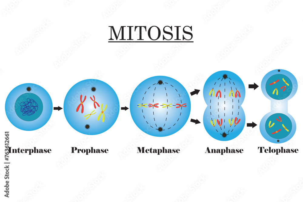Mitosis. Cells with Chromosomes. Stages of Cell Division diagram. Vector illustration. Stock ...
