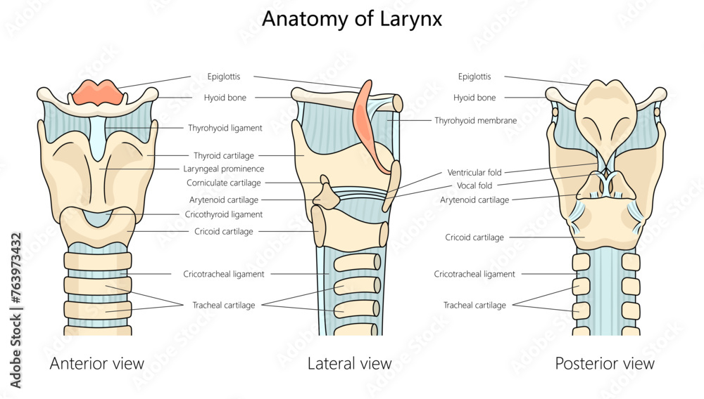 human larynx anatomy with labeled parts from anterior, lateral, and ...