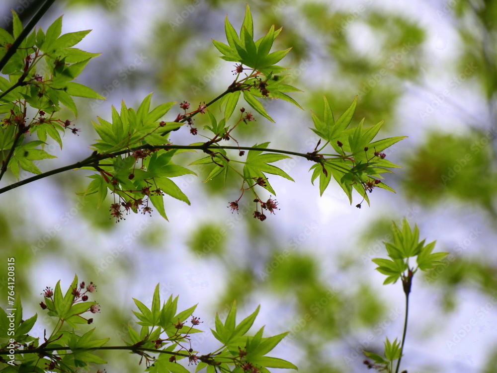 fresh green leaves of maple tree in spring. japanese maple leaf out in ...