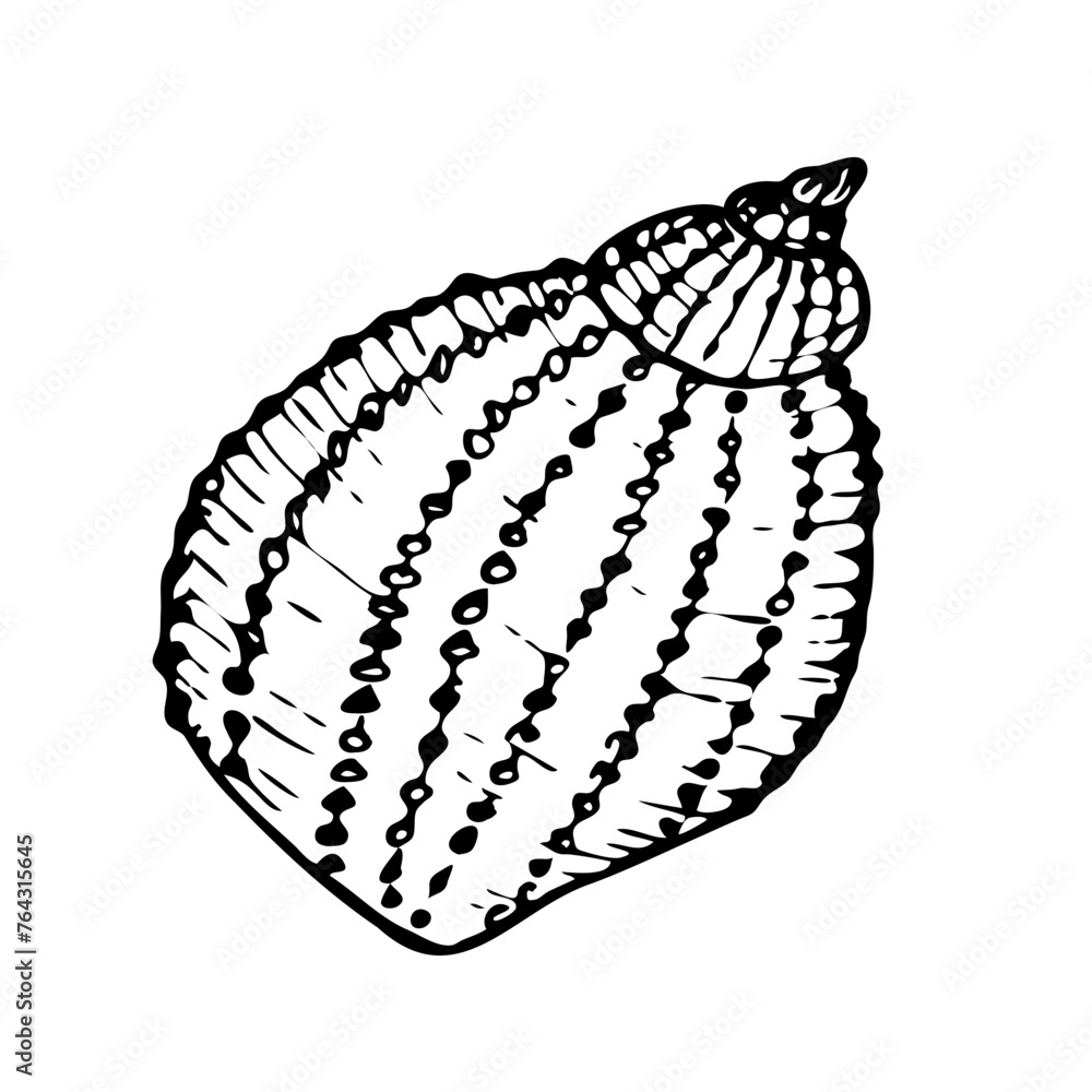 Seashell vector line art illustration. Hand drawn maritime sketch of ...