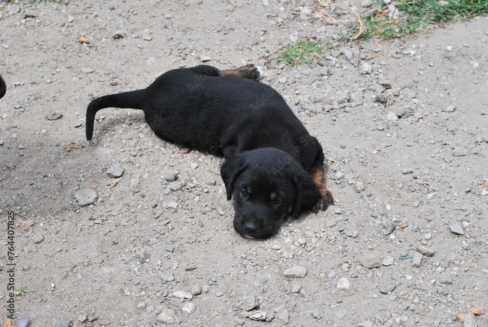 Nuestro mejor amigo en los Andes,el perro Mucuchies raza unica de estas ...