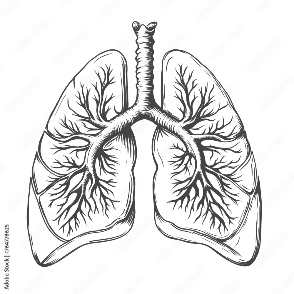 Vintage Sketch style human lungs. Hand drawn lungs in Engraving style ...