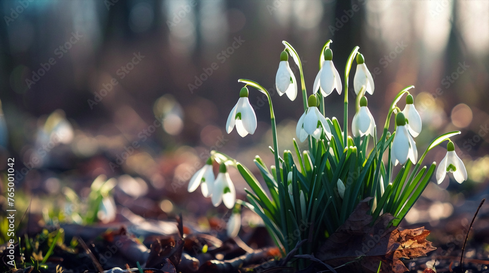 snowdrops in the forest HD 8K wallpaper Stock Photographic Image ...