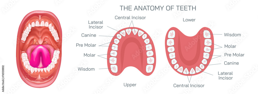 Dental anatomy and physiology. Brightening and whitening of teeth ...