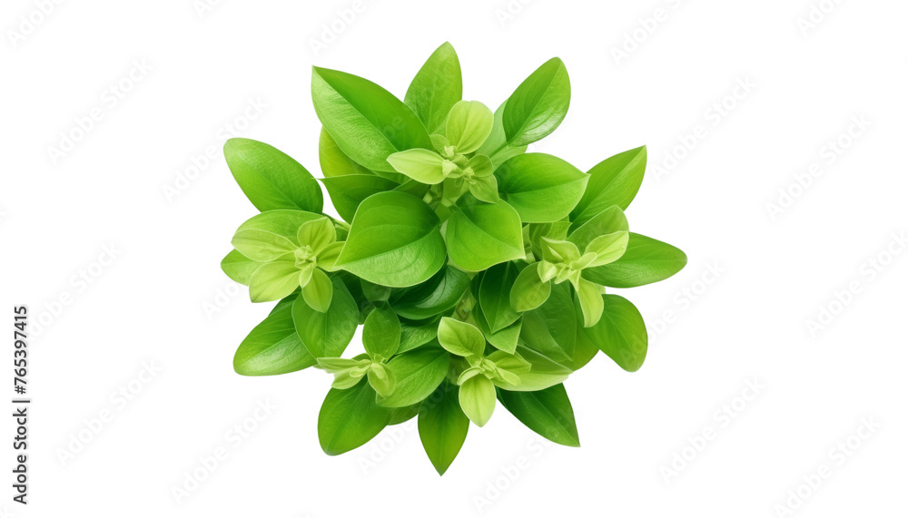 green bush plant top view isolated on transparent background cutout ...