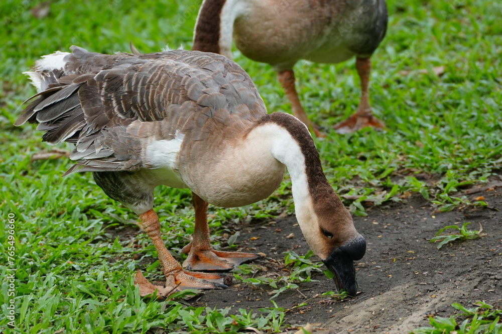 Classic Chinese goose with brown feathers and a black beak is shown ...
