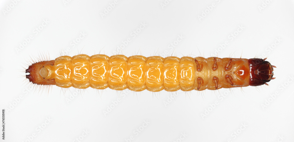 Wireworm, larva of Mouse grey Click Beetle (Agrypnus murinus ...