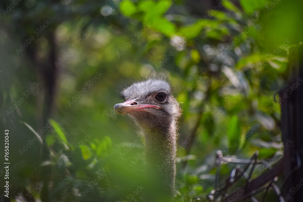 Closeup to the neck of a common ostrich (Struthio camelus). Largest ...