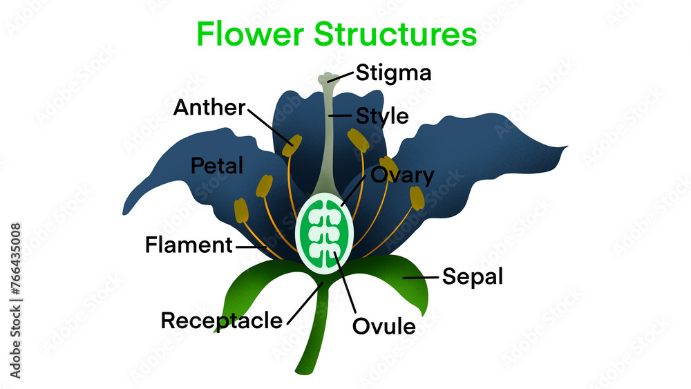 Flower structures, biology, Flowering plant Reproduction, Flowers ...