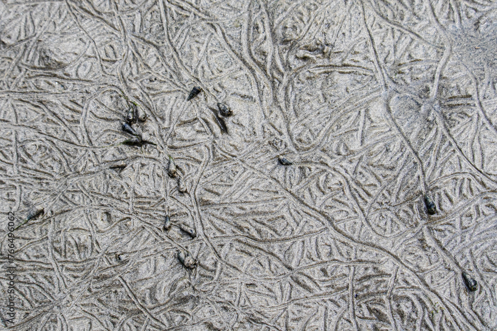 Hermit crabs in Sea shells or sea snails crawling on coastal mud flats ...