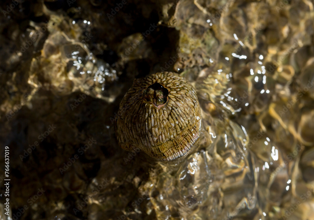 Tetraclita squamosa - Thatched barnacle. Balanus (Balanomorpha) is a ...