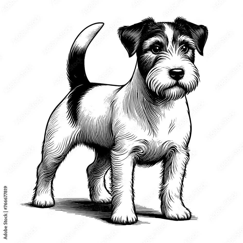 Full-length Parson Russell Terrier standing. Hand Drawn Pen and Ink ...