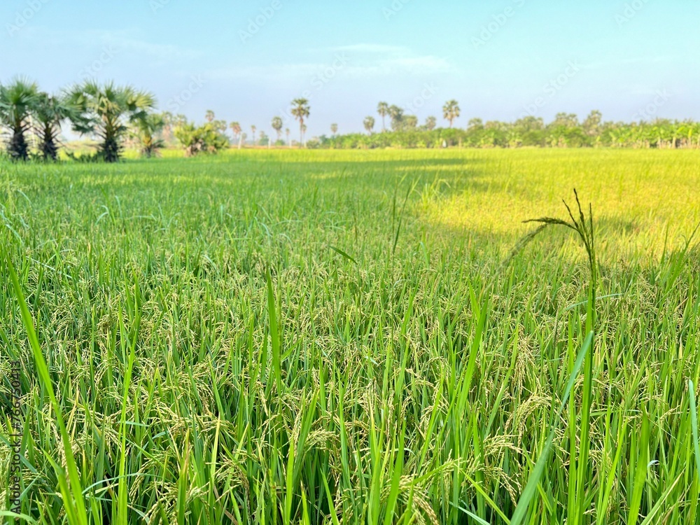 Green rice plant, yellow rice plant, rice stalks and ears of rice in ...