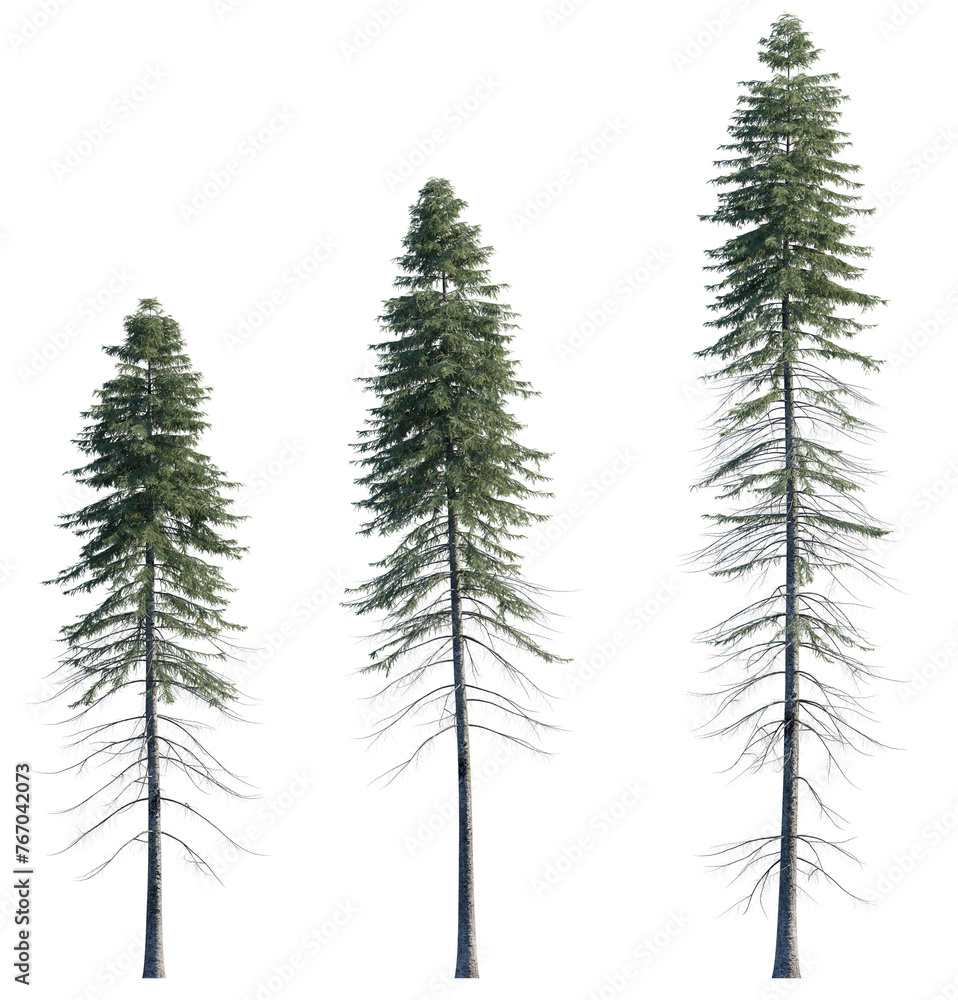 Picea Abies frontal set Pine-tree Scotch fir big tall tree isolated png ...