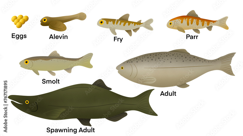 Life cycle of a Salmon, salmons have an average lifespan of 7 years ...