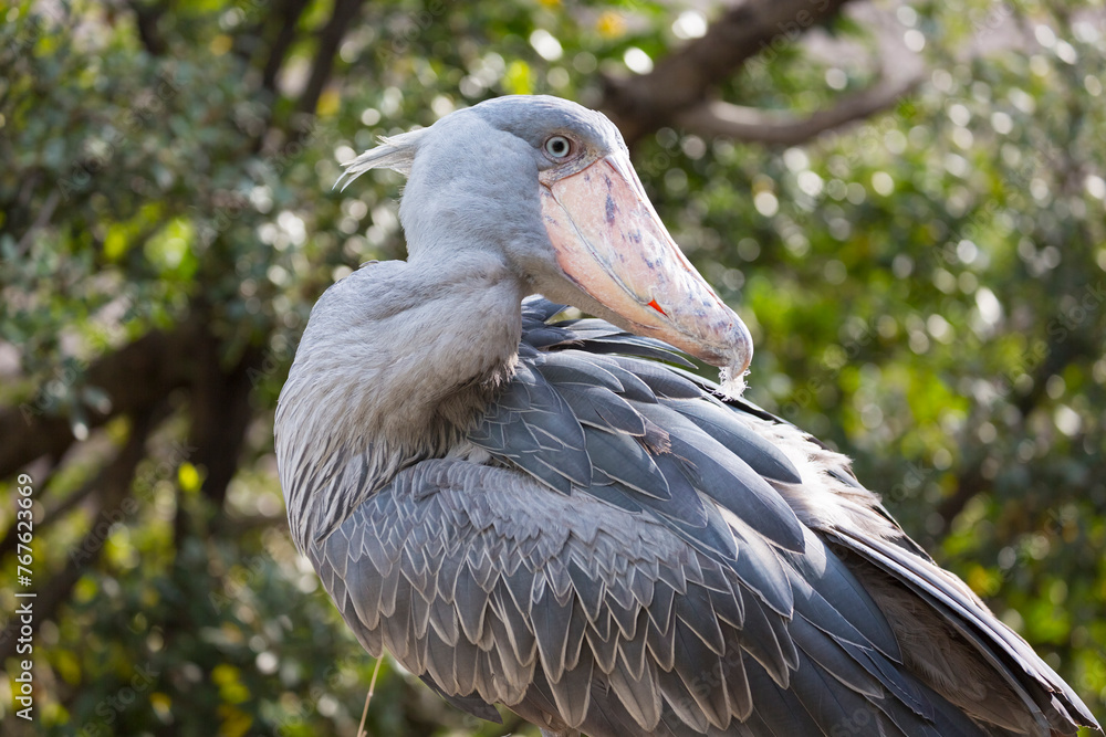 Looking back and preening shoebill stork. It is also known as the ...