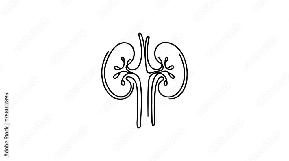 Human kidneys with ureters one line art. Continuous line drawing of ...